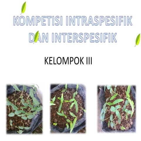 Kompetisi intraspesifik & interspesifik iii.ppt
