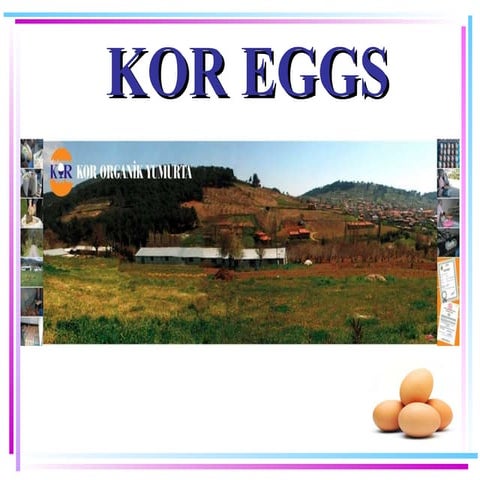 Kor eggs | PPT