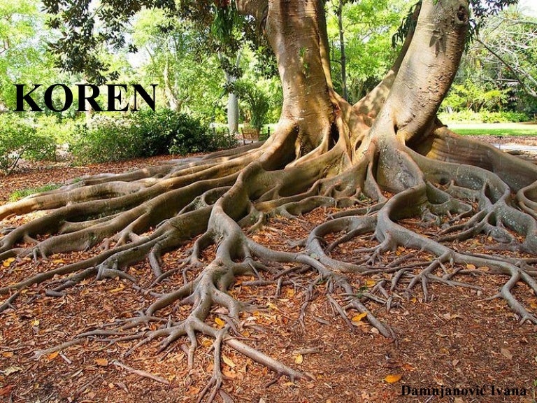 Koren