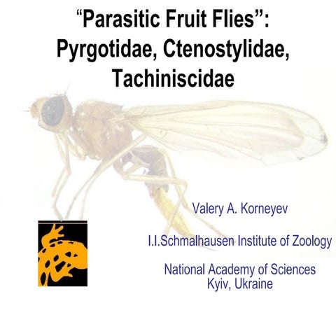 “Parasitic Fruit Flies”: Pyrgotidae, Ctenostylidae, Tachiniscidae | PPT