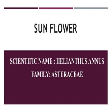 Koushik Sunflower AGR 203.pptx