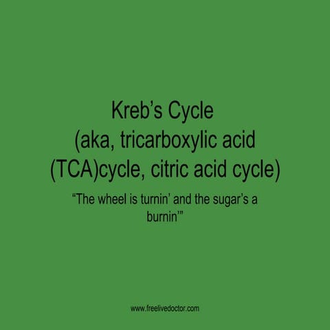 Krebs Cycle | PPT