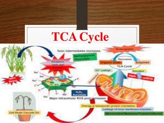 TCA cycle (Tricarboxylic acid cycle) | PPT