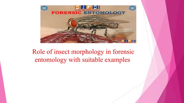 Insect thorax : Its areas, structure, function and modification in ...