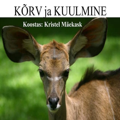 Kõrv kuulmine tasakaal | PPT