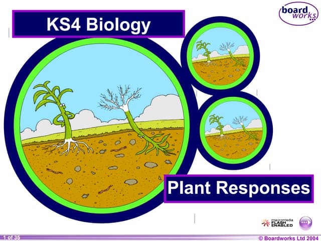 Plant responses to the environment | PPT