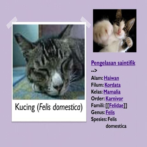 Kucing | PPTX