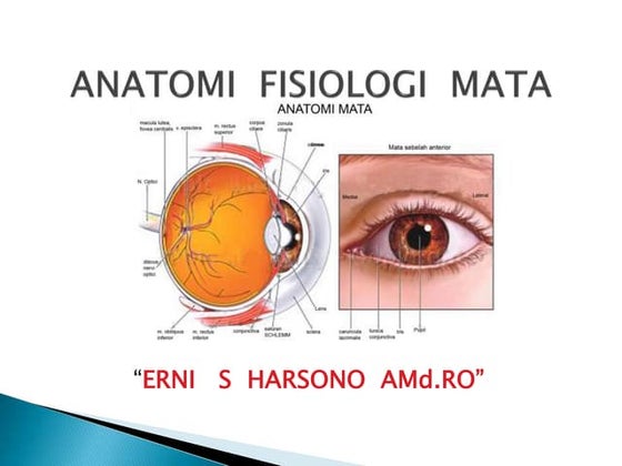 Anatomi mata pada bagian Kornea-pptx.pptx