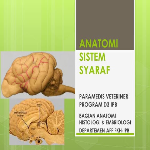 Kuliah 4. neuroanatomi | PDF