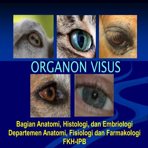 Kuliah 5 organon visus | PDF