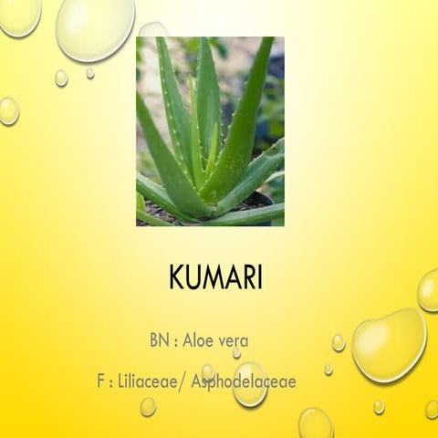 Dravyaguna kumari.ppt for presentation ppt kumari present ppt for ...
