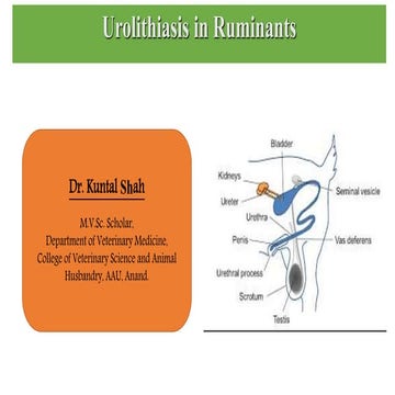 Urolithiasis in Ruminants | PPTX | Digestive Disorders | Diseases and ...