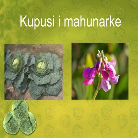 Kupusi i mahunarke | PPTX