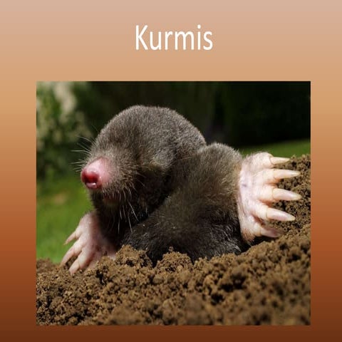 Kurmis | PPTX