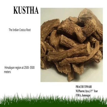 KUSTHA - Saussurea lappa (Indian Costus Root) | PPTX