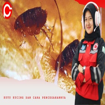 KUTU KUCING & PENCEGAHANNYA | HP 0813-1344-4221 | JASA PEMBASMI KUTU ...