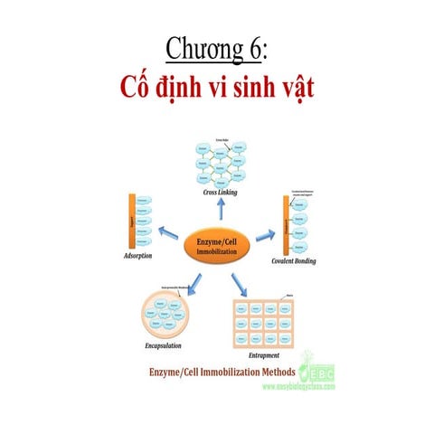 ky-thuat-vi-sinh__chuong-6-co-dinh-vi-sinh-vat - [cuuduongthancong.com].pdf