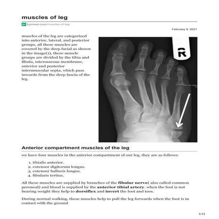 muscles of leg anatomy | PDF