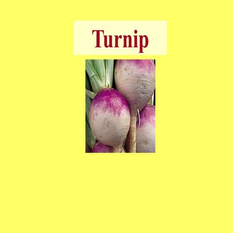 L-10_Turnip.ppsx production technology of turnip | PPSX