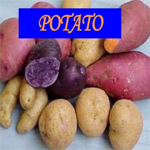 L-16_Potato.ppsx