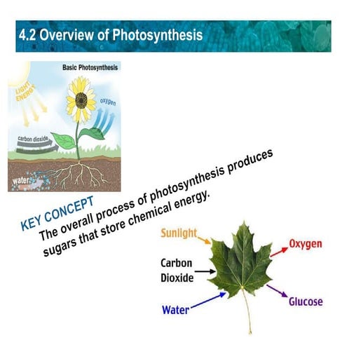 chapter 4 lesson 2 overview of photosynthesis | PPTX
