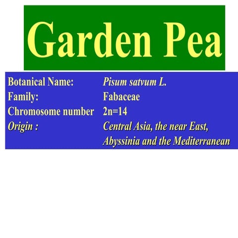 L-7_I_Garden_Pea_Br_Bean class vegetable science.ppsx