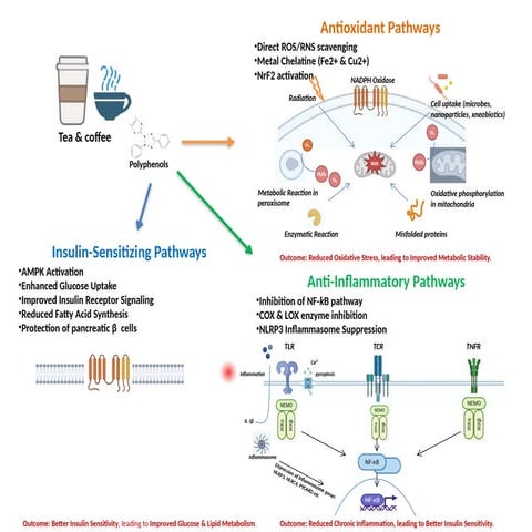 Pathway of caffeine, chlorogenic acids (CGAs), and trigonelline | PPTX