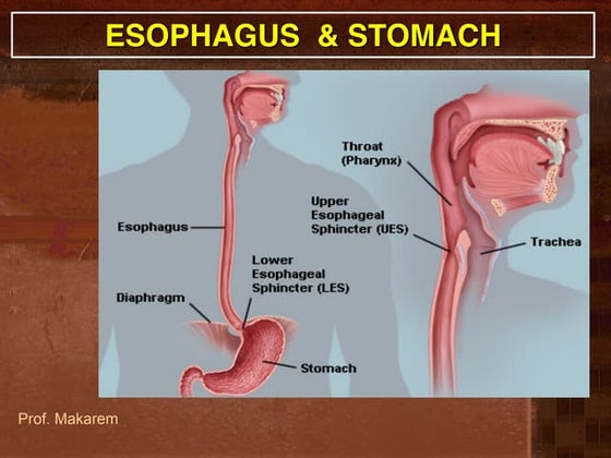 Esophagus | PPTX | Thyroid Disorders | Endocrine and Metabolic Diseases