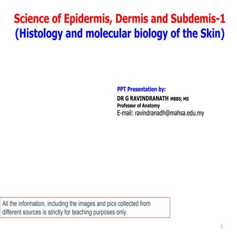 L1-SKIN-Science of Epidermis, Dermis and Subdemis(Histology and ...