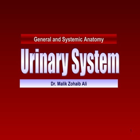 L10 Urinary System | PPT | Science