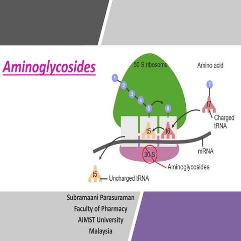 Aminoglycosides.pptx