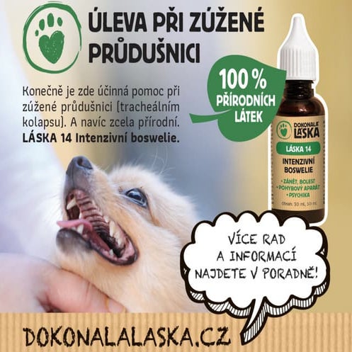 Pomoc a úleva při zúžené průdušnici u psa. | PDF
