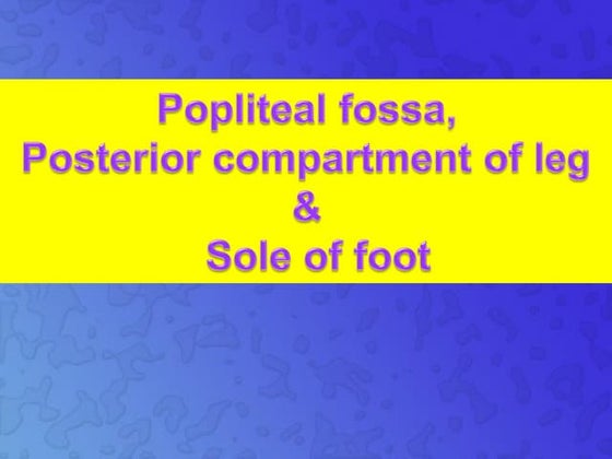 Lecture 18 popliteal fossa anatomy lower limb | PPT