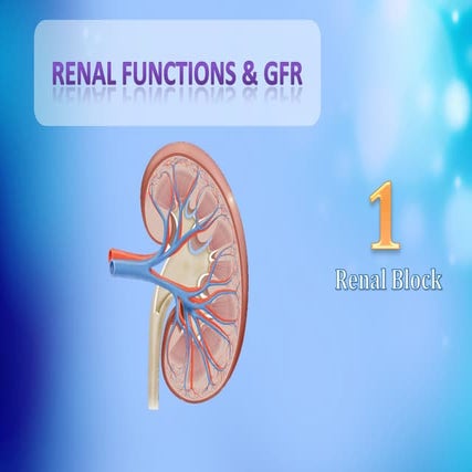 L1_Renal_functions &_GFR.pdf
