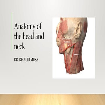 Anatomy of the head and neck, neck lecture -1 | PPTX