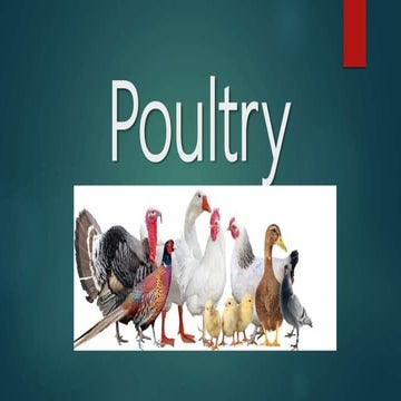 L1 tle8 poultry and process | PPTX