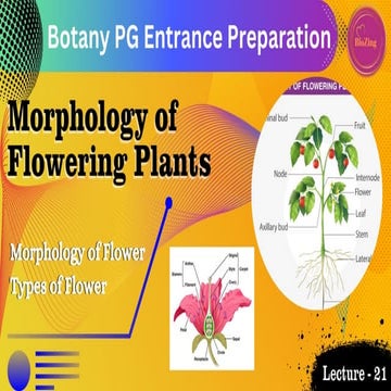 L21PG.pptxmorphology of flowering plants | PPTX