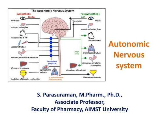 Peripheral Nervous System (PNS) | PPT