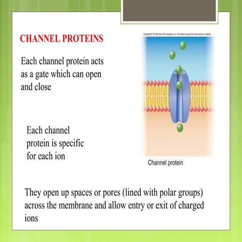 carrier and channel proteins | PPT