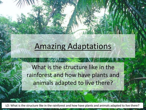 The life cycle of an oak tree | PPT