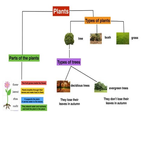 Plants | PDF