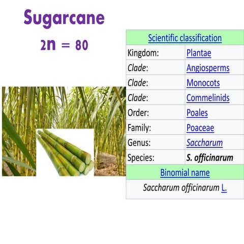 Sugarcane ( Scientific cultivation of sugarcane crop) | PPTX