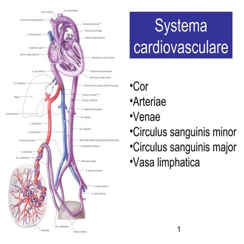 L4 scv cor et pericardium | PPT