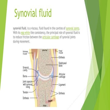 L=4 synovial fluid | PPT