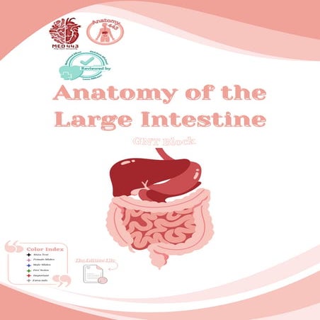 L7. Anatomy of the Large intestines.pdf