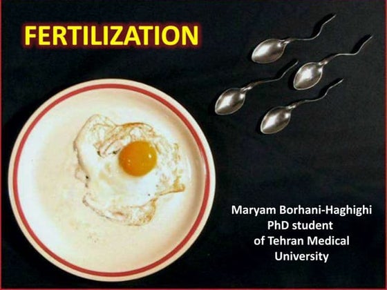 Fertilization process | PPTX | Infertility | Reproductive Health