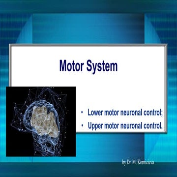 Motor system | PDF | Brain and Nervous System Disorders | Diseases and ...