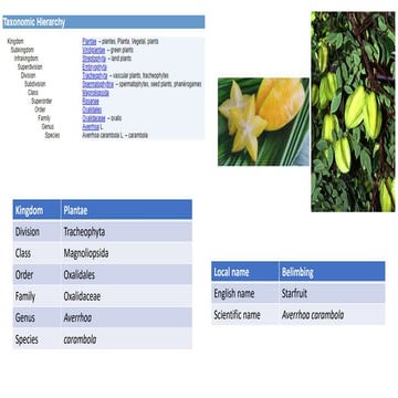 Comprehensive Botanical Classification of Common Tropical Fruits and ...