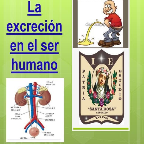La excreción-en-el-ser-humano | PPTX