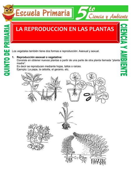 Hojas De Trabajo Sobre Plantas Para Tercer Grado